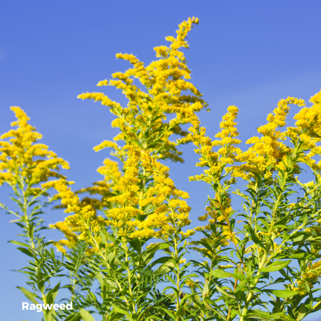 A Guide to Seasonal Allergies in Texas - Keep Texas Beautiful